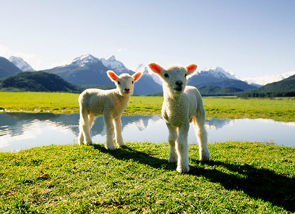 ZQ(ジーキュー)メリノウールとは？“人と地球にやさしい”エシカルウールの先導役 – NIKKE 1896